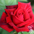 Red Masterpiece Rose - Hybrid Tea - Exceptionally Fragrant – Heirloom Roses