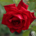 Red Masterpiece Rose - Hybrid Tea - Exceptionally Fragrant – Heirloom Roses