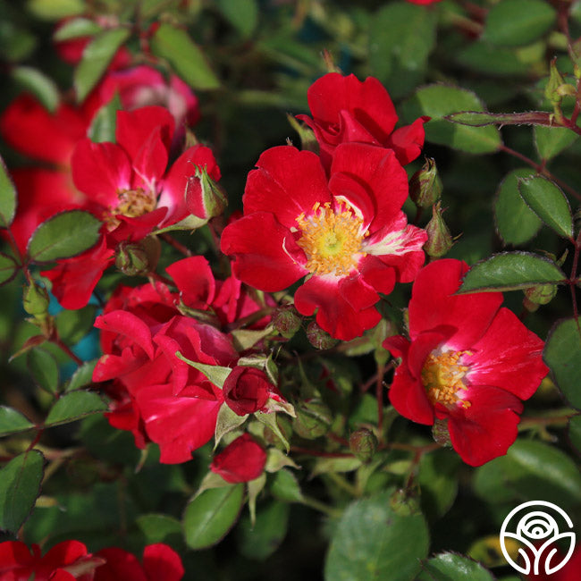 Red Meidiland Landscape Rose | Red Rose Plant – Heirloom Roses