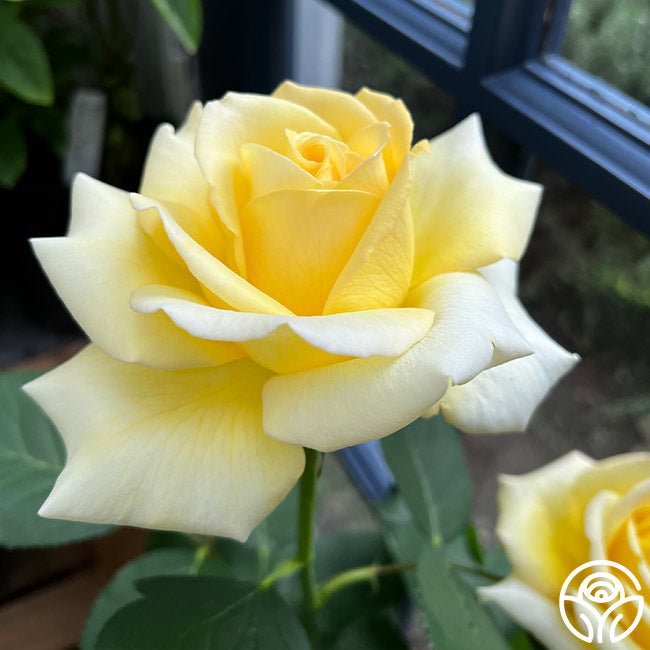 Robert Bruce | Yellow Hybrid Tea Rose Bush – Heirloom