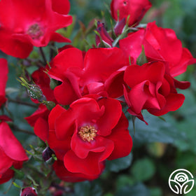 Robusta Rose - Rugosa - Moderately Fragrant – Heirloom Roses