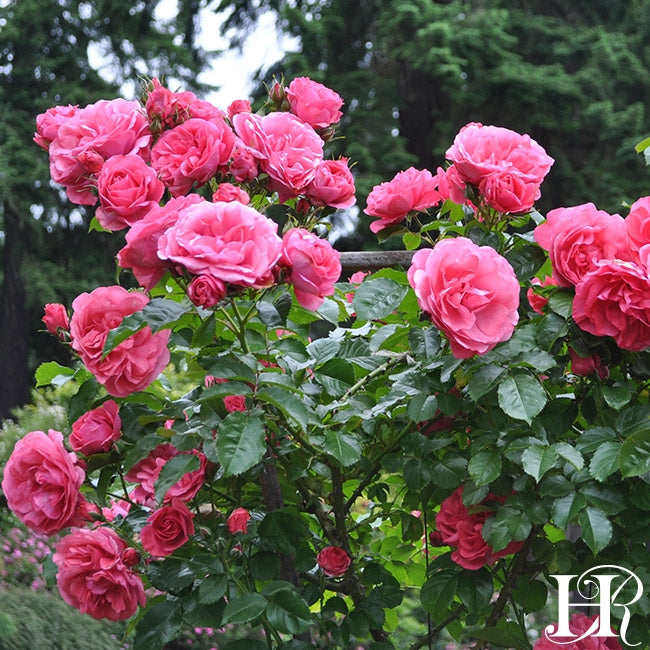 Rosarium Utersen – Heirloom Roses