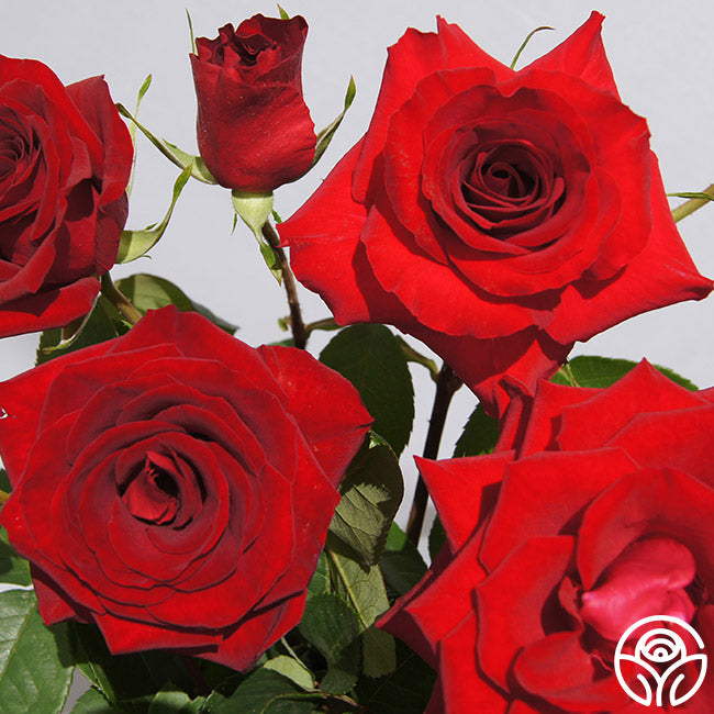 Rouge Rhapsody – Heirloom Roses