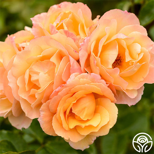 Royal Pageant Rose - English Legend - Very Fragrant – Heirloom Roses