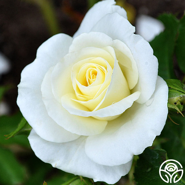 Royal Swan™ | White Shrub Rose Bush – Heirloom Roses