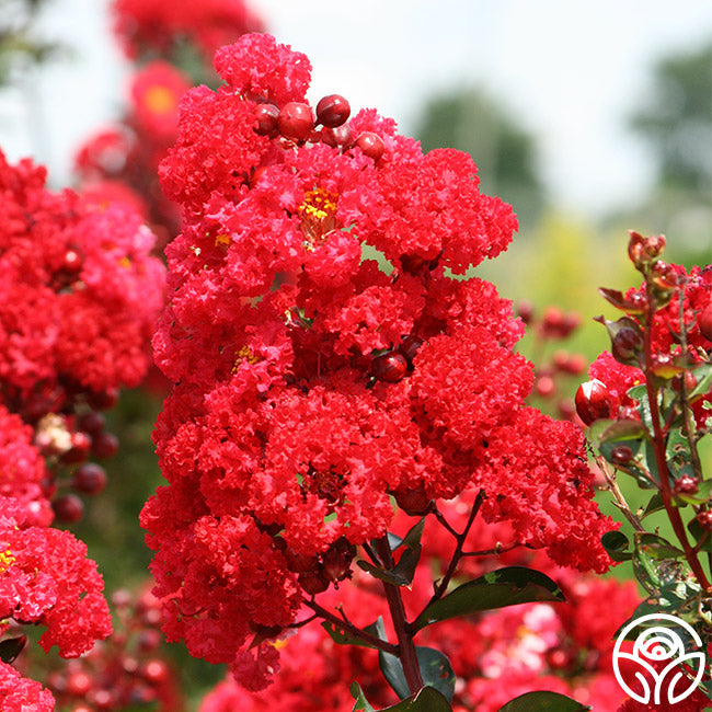 Ruffled Red Magic – Heirloom