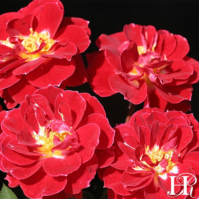 Ruffles 'n' Flourishes – Heirloom Roses