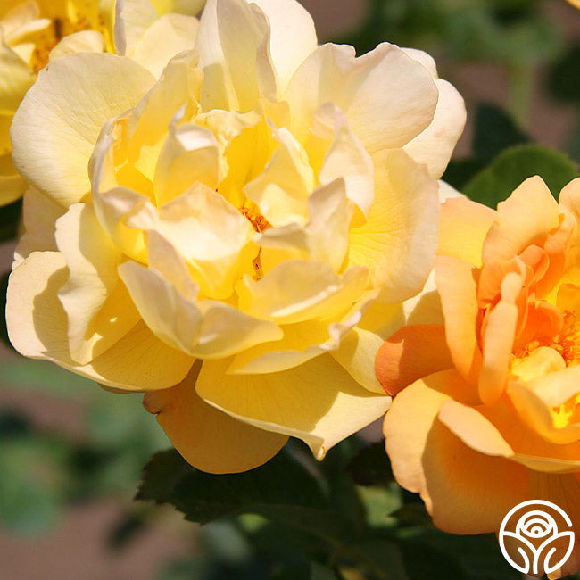 Saffron Summer™ | Yellow Shrub Rose Bush – Heirloom Roses