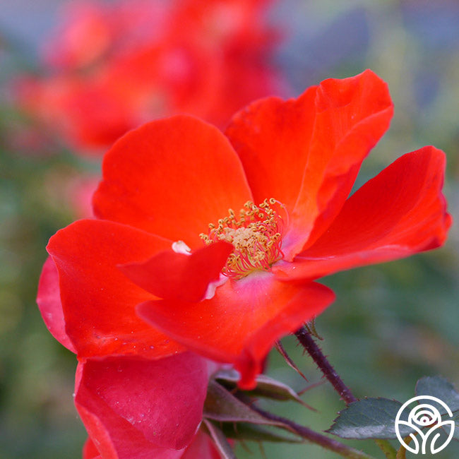 Sarabande® | Orange Floribunda Rose Bush – Heirloom Roses