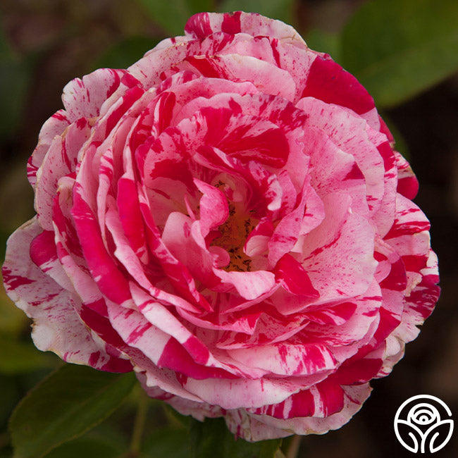 Scentimental Rose - Shrub - Very Fragrant – Heirloom Roses