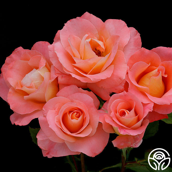Sea Pearl Floribunda Rose | Pink Rose Bush – Heirloom Roses