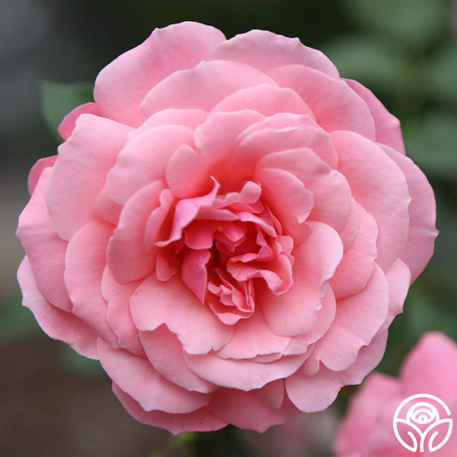 Sexy Rexy Rose - Floribunda - Lightly Fragrant – Heirloom Roses