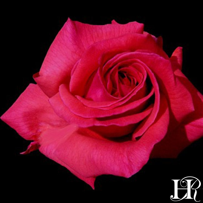 Shaida#N#– Heirloom Roses