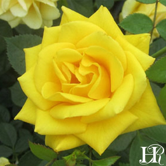 Shockwave – Heirloom Roses