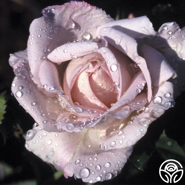 Silver Shadows Rose - Hardy - Very Fragrant – Heirloom Roses