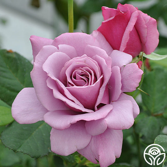Silver Star Rose - Grandiflora - – Heirloom Roses