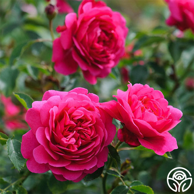 Sir John Betjeman | Pink David Austin Rose Bush – Heirloom