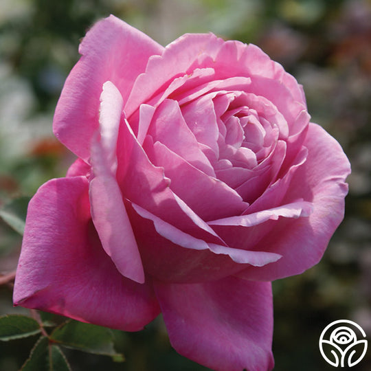 Sister Emmanuelle™ – Heirloom Roses