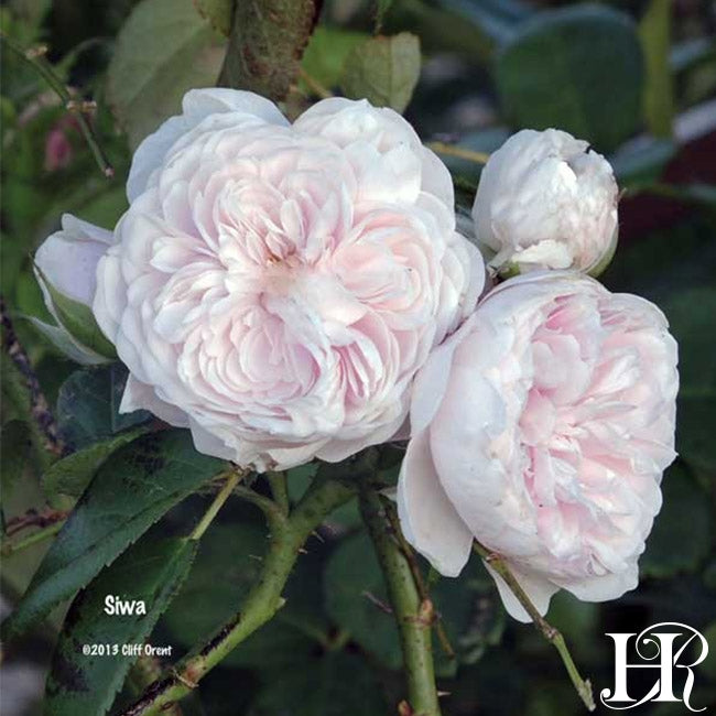 Siwa – Heirloom Roses