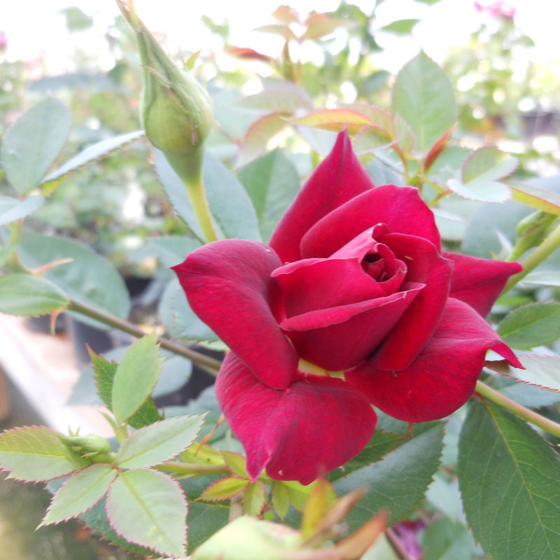 Dusty Red – Heirloom Roses