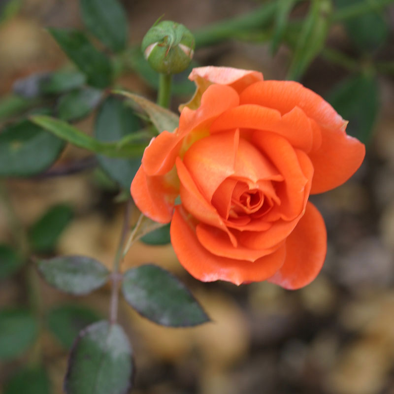 Joycie – Heirloom Roses