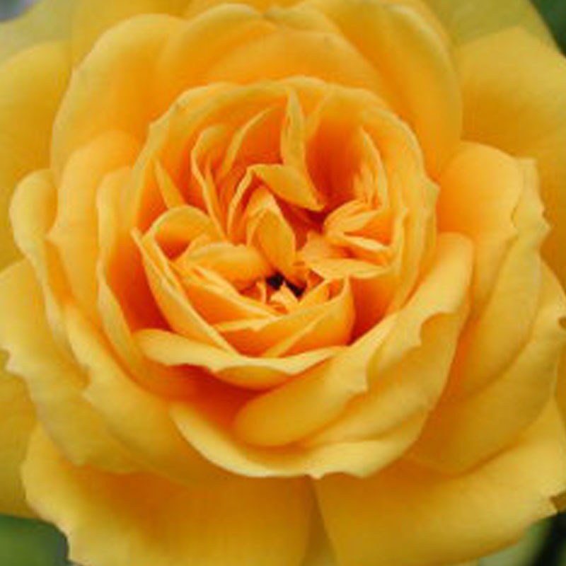 Golden Horizon – Heirloom Roses