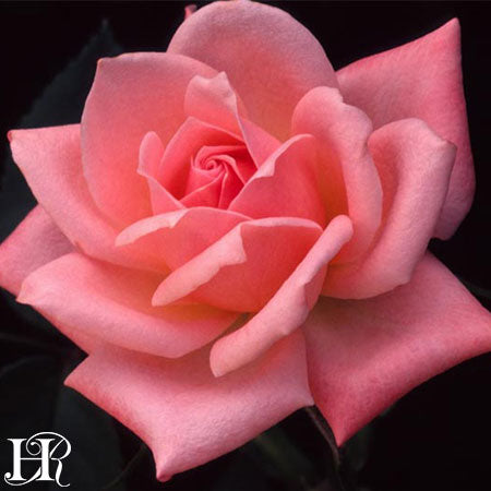 Giggles – Heirloom Roses