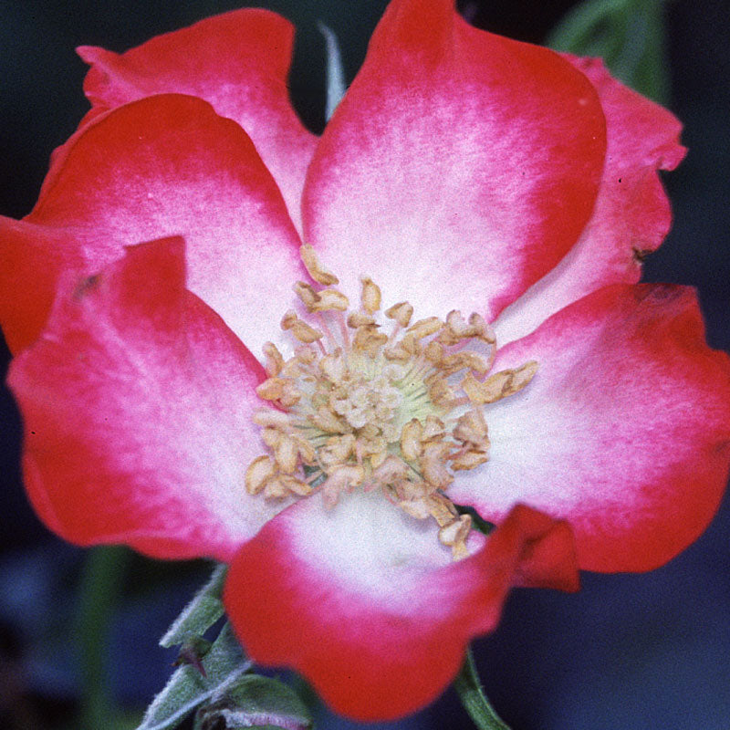 Glamour Girl – Heirloom Roses