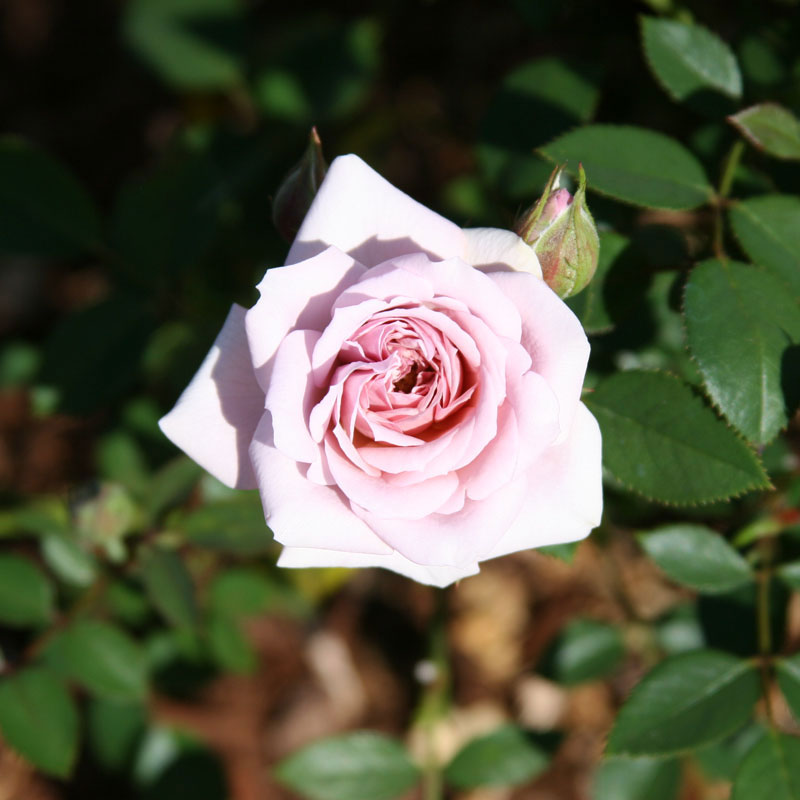 Smoke Signals – Heirloom Roses
