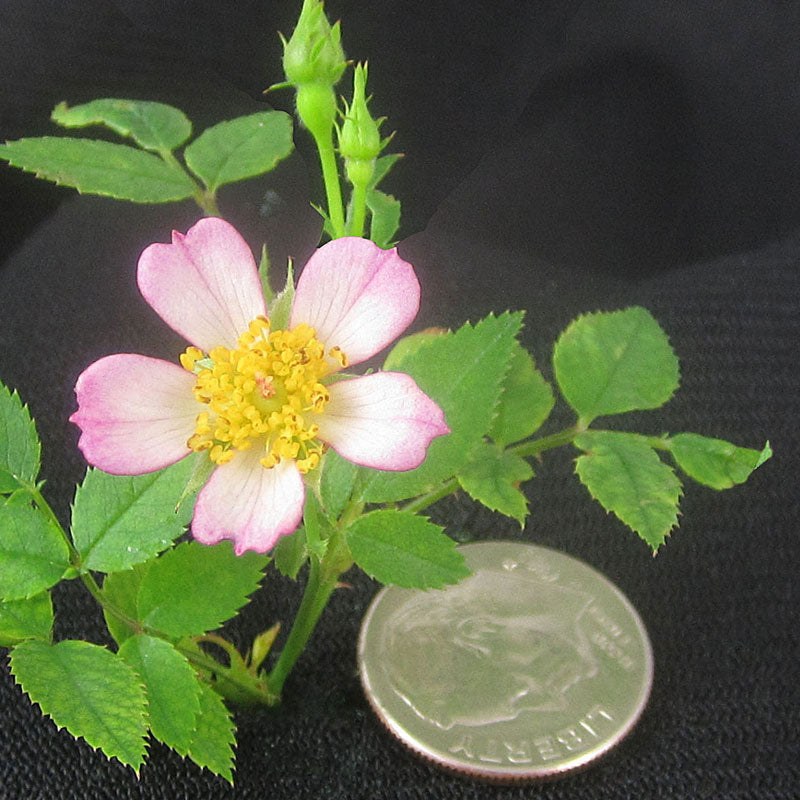 Hi – Heirloom Roses