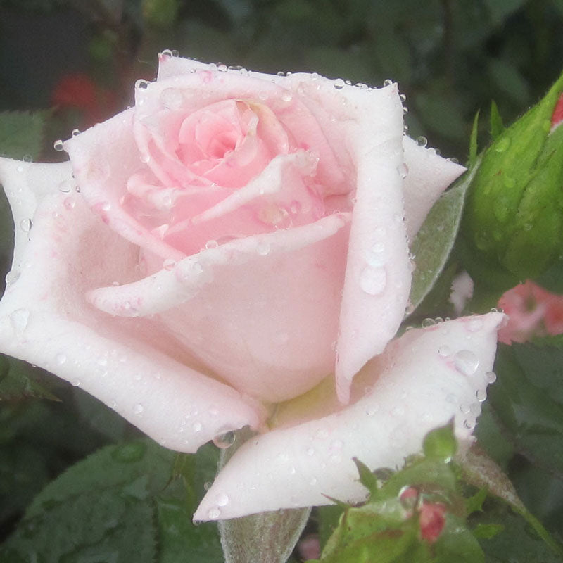 Heather Sproul – Heirloom Roses