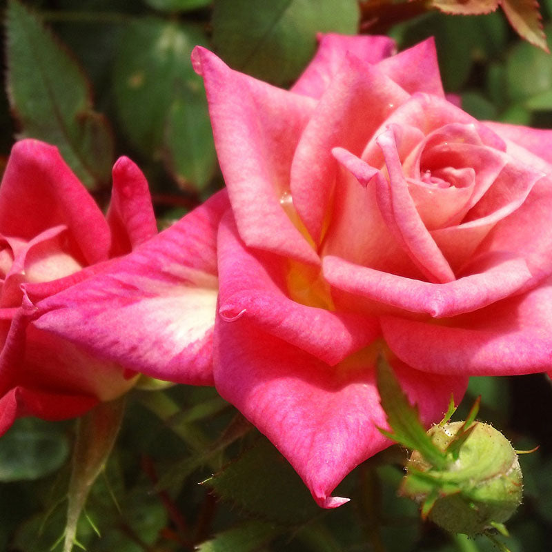 In Memory – Heirloom Roses
