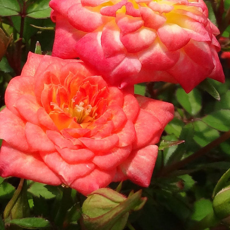 Penny Candy – Heirloom Roses