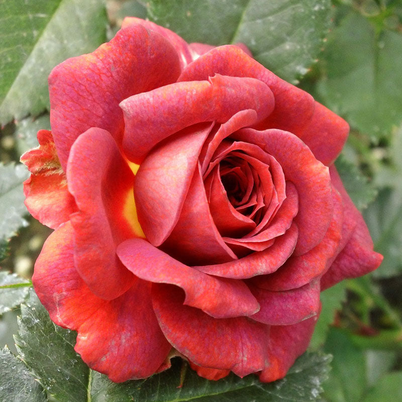 Sierra's Smile – Heirloom Roses