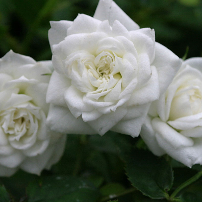 Ice Crystal – Heirloom Roses