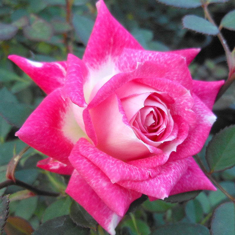 Freckle Face – Heirloom Roses