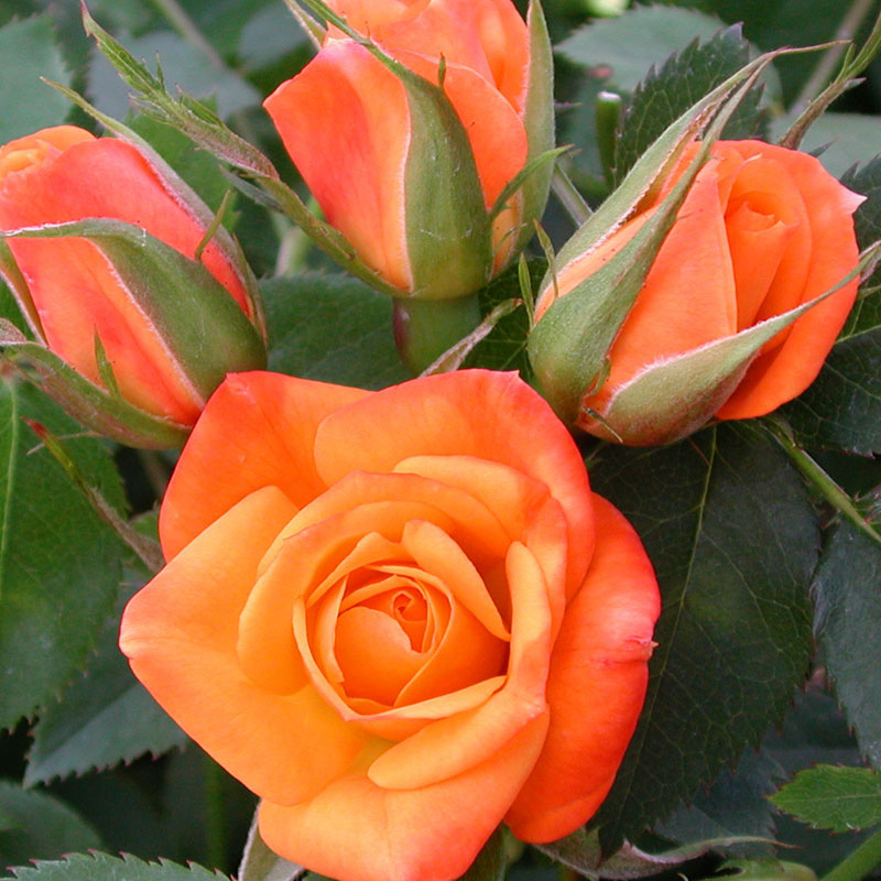 Happy Thoughts – Heirloom Roses