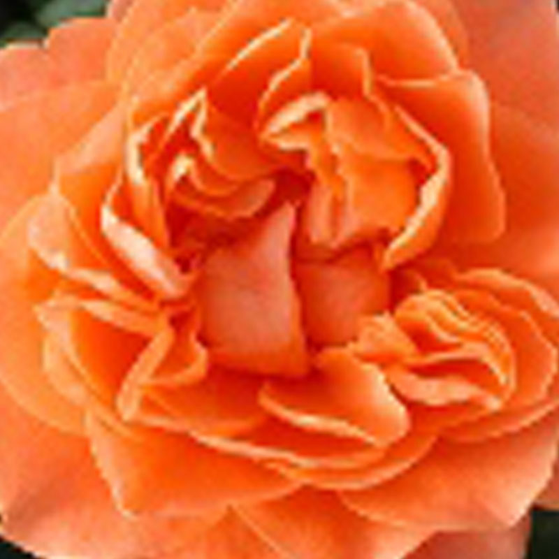 Julie Link – Heirloom Roses