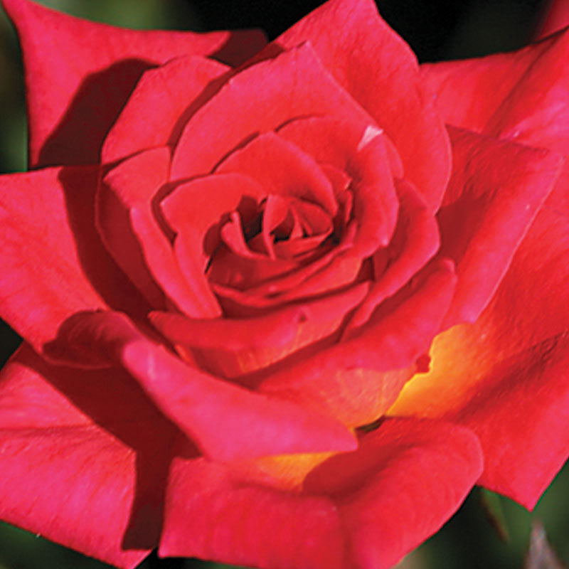 Ruby Baby – Heirloom Roses