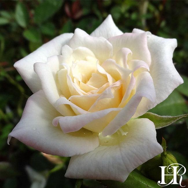 Small Miracle – Heirloom Roses