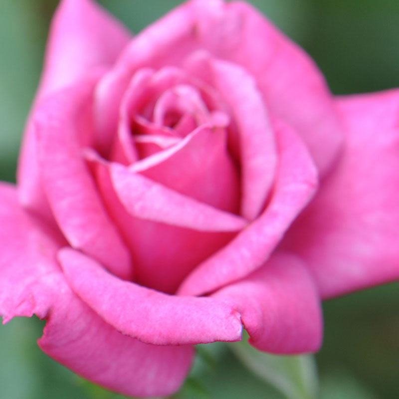 Smoky Mountain – Heirloom Roses