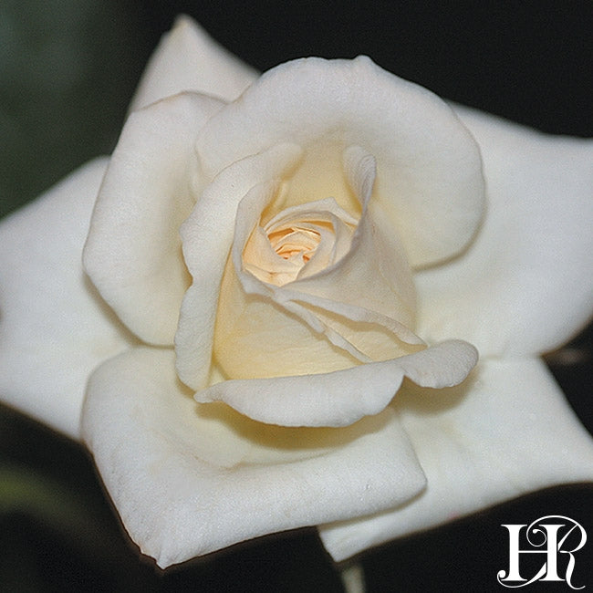 Snow Bride – Heirloom Roses