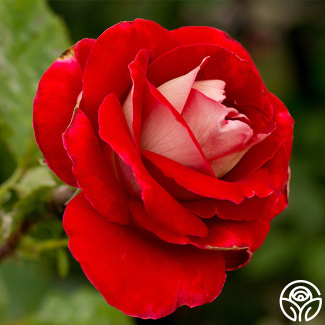 Snow Fire Rose - Hybrid Tea - Lightly Fragrant – Heirloom Roses