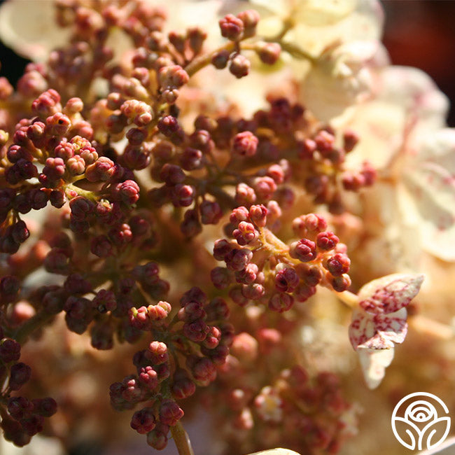 Snow Queen – Heirloom Roses