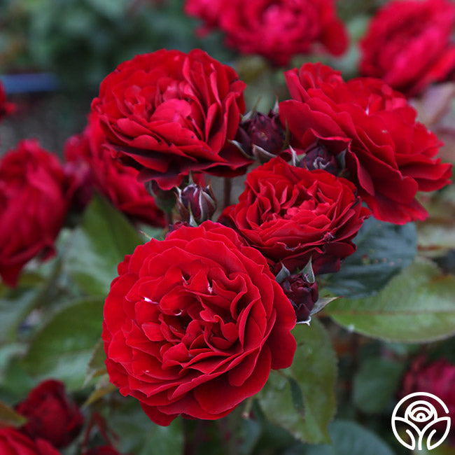 Songs Of Praise Floribunda Rose | Red Rose Plant – Heirloom Roses