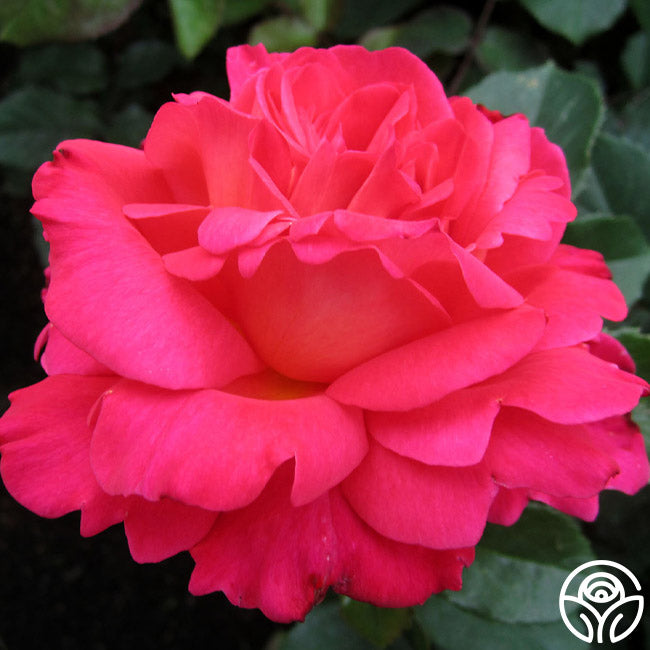 Star Of The Nile Rose - Shrub - Very Fragrant – Heirloom Roses