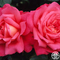 Star Of The Nile Rose - Shrub - Very Fragrant – Heirloom Roses