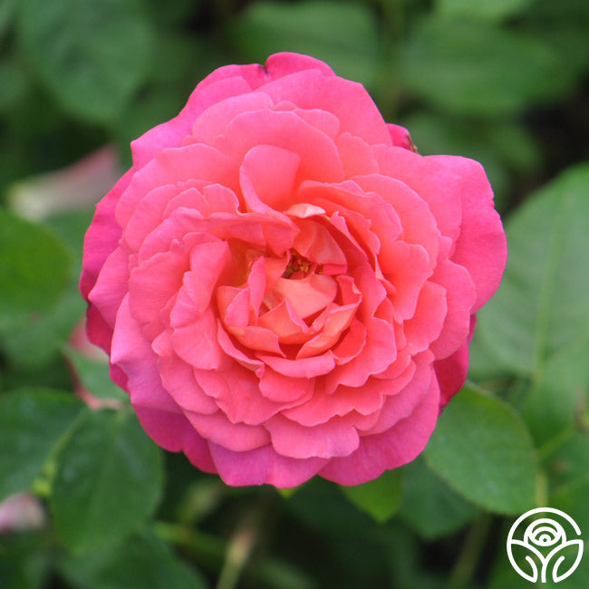 Star Of The Nile Rose - Shrub - Very Fragrant – Heirloom Roses