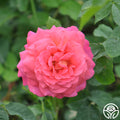 Star Of The Nile Rose - Shrub - Very Fragrant – Heirloom Roses
