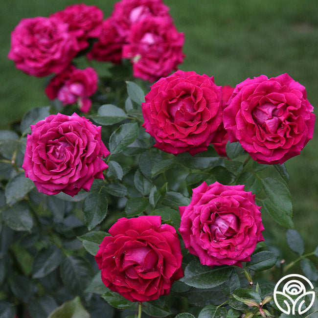 Stiletto™ | Pink Hybrid Tea Rose Bush – Heirloom